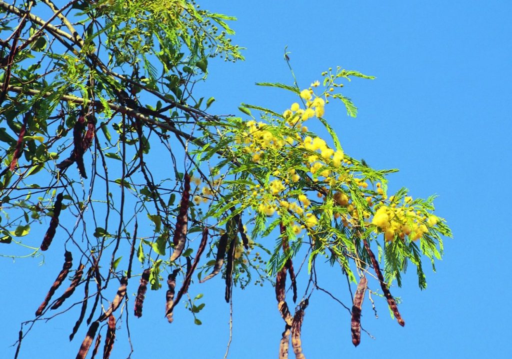 Angico-vermelho – Green Nation