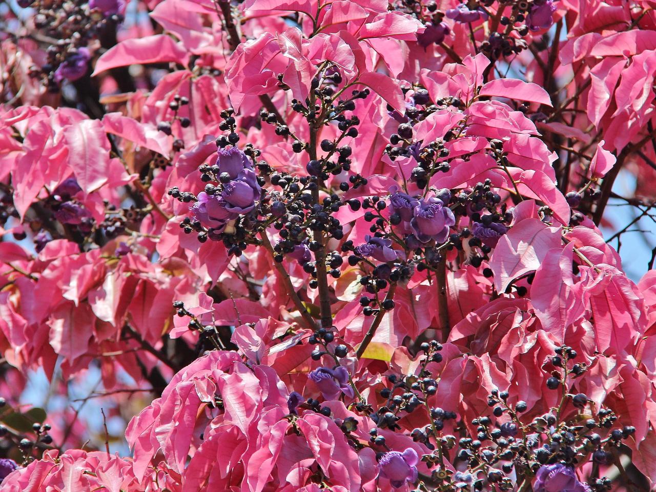 Sapucaia – Green Nation